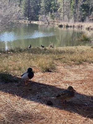 MANZANITA LAKE - 17 Photos - North Fork, California - Lakes - Yelp