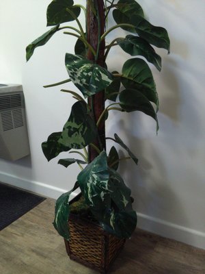 DOROTHY HONG - Updated December 2025 - 24 Reviews - 147 W Sierra Madre ...