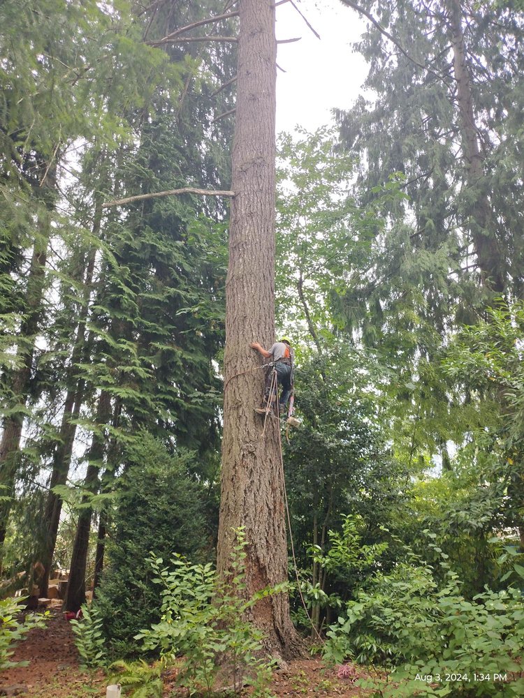 WA TREE PROS - Updated October 2024 - Camas, Washington - Tree Services ...