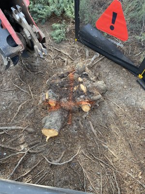 BEAVER TOOTH STUMP GRINDING - Updated June 2026 - Prineville, Oregon ...