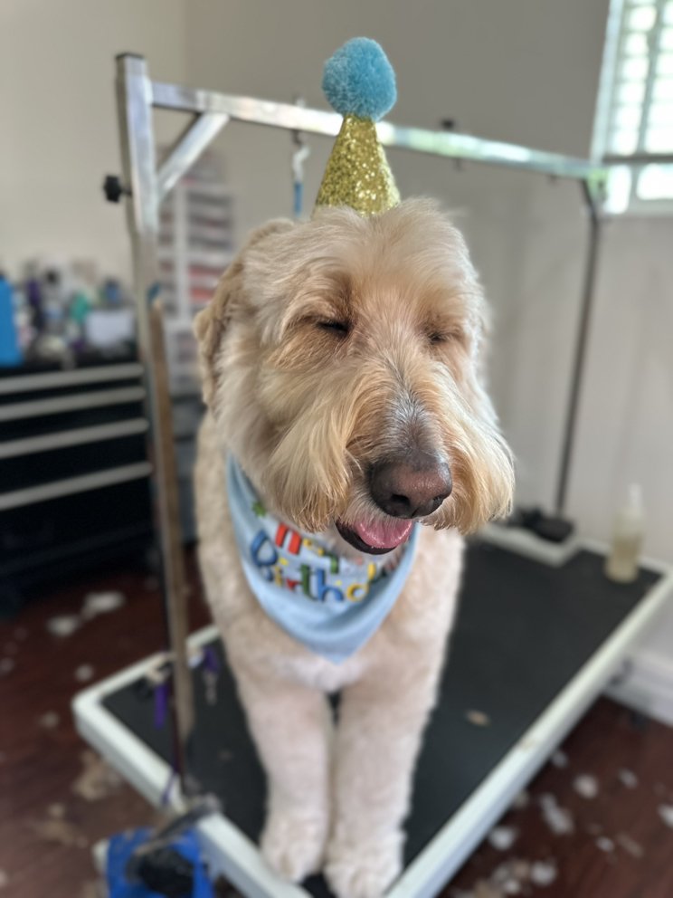 MAGNOLIA GROOMING - Updated June 2025 - 326 Photos & 161 Reviews ...