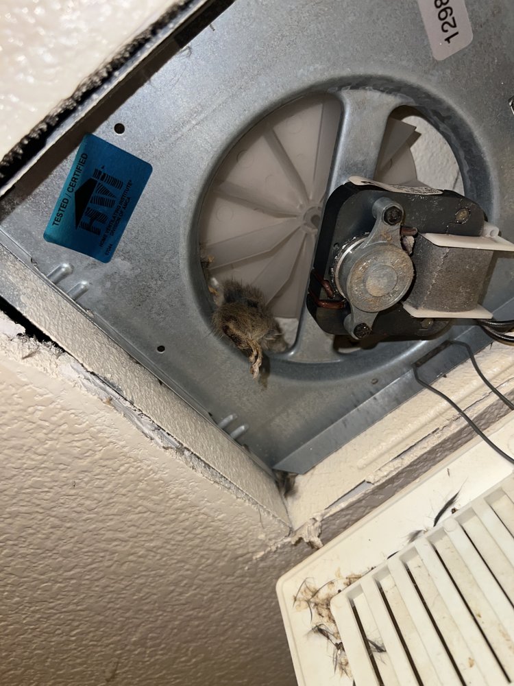 Pest Control: DEIVIS RODENT CONTROL - Updated October 2024 - 37 Photos ...