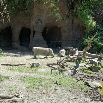 WOODLAND PARK ZOO - 3713 Photos & 984 Reviews - Seattle, Washington ...