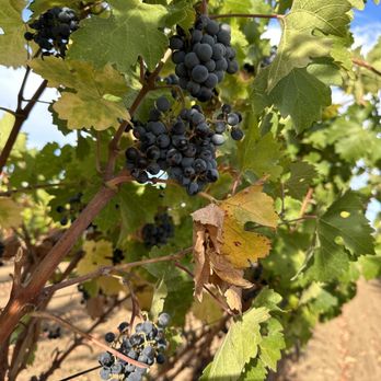 HENDRY RANCH WINERY NAPA VALLEY - Updated December 2025 - 552 Photos ...