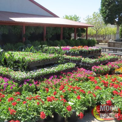 MOON VALLEY NURSERIES - 41 Photos - 1900 I-35E, Carrollton, Texas ...