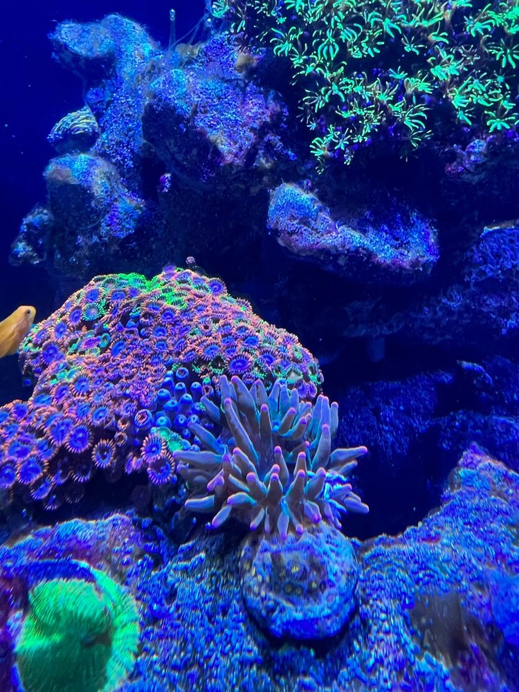 KONA REEF - Updated October 2025 - 62 Photos & 98 Reviews - 3217 E Shea ...