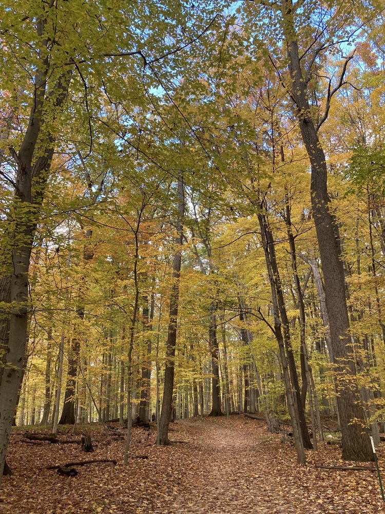 BURCHFIELD PARK - Updated October 2024 - 11 Photos - 881 Grovenburg Rd ...