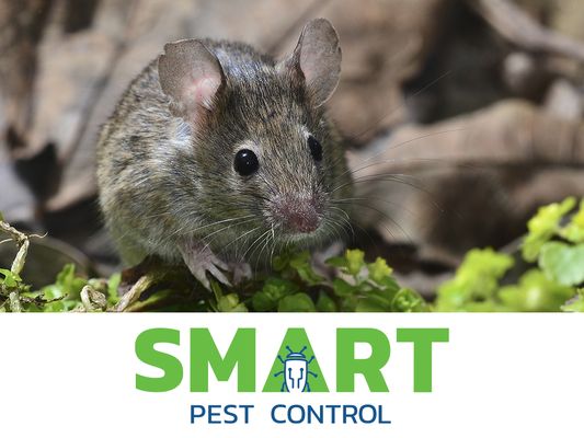 SMART PEST CONTROL - Updated April 2025 - 33 Photos & 24 Reviews - 2323 ...