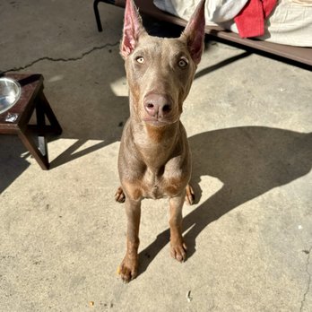 MICHAEL BUTCHKO, DVM - Updated December 2025 - 214 Photos & 541 Reviews ...