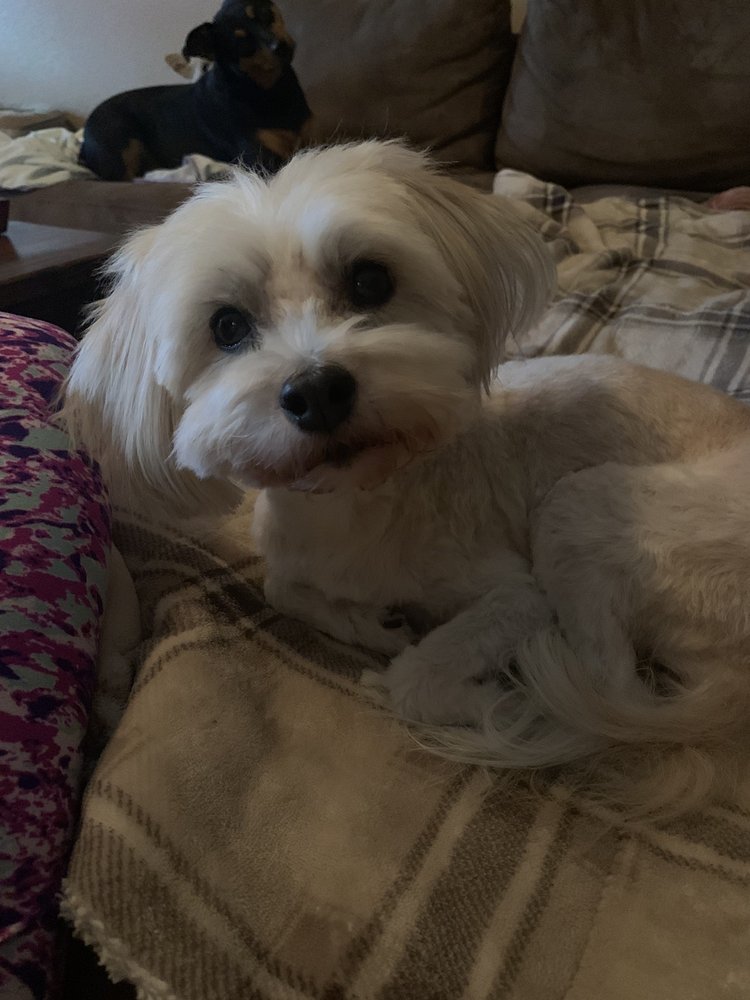 MUTT CUTS - 14 Photos & 16 Reviews - Pet Groomers - 2991 Esplanade ...