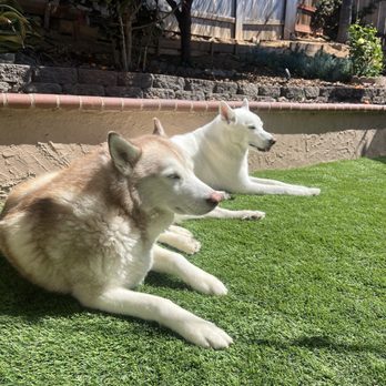 BIG BULLY TURF - Updated March 2025 - 387 Photos & 100 Reviews - 350 ...