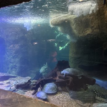 THE DALLAS WORLD AQUARIUM - Updated December 2024 - 3649 Photos & 1279 ...