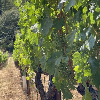 CADE ESTATE WINERY - Updated January 2026 - 332 Photos & 157 Reviews ...