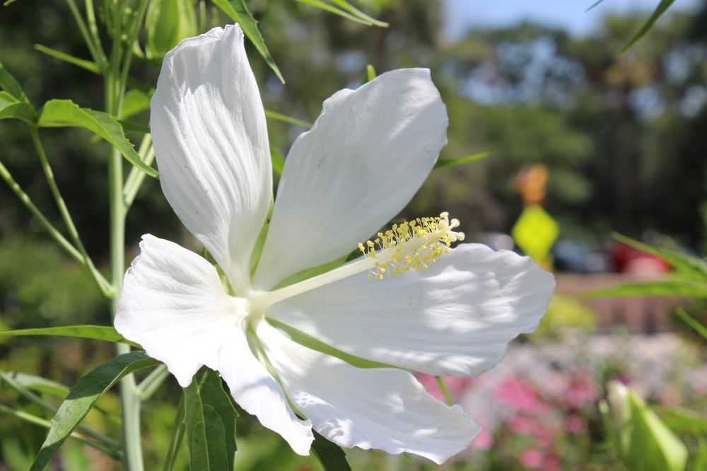 WRAGG SQUARE - Updated June 2024 - 87 Photos - 342 Meeting St ...