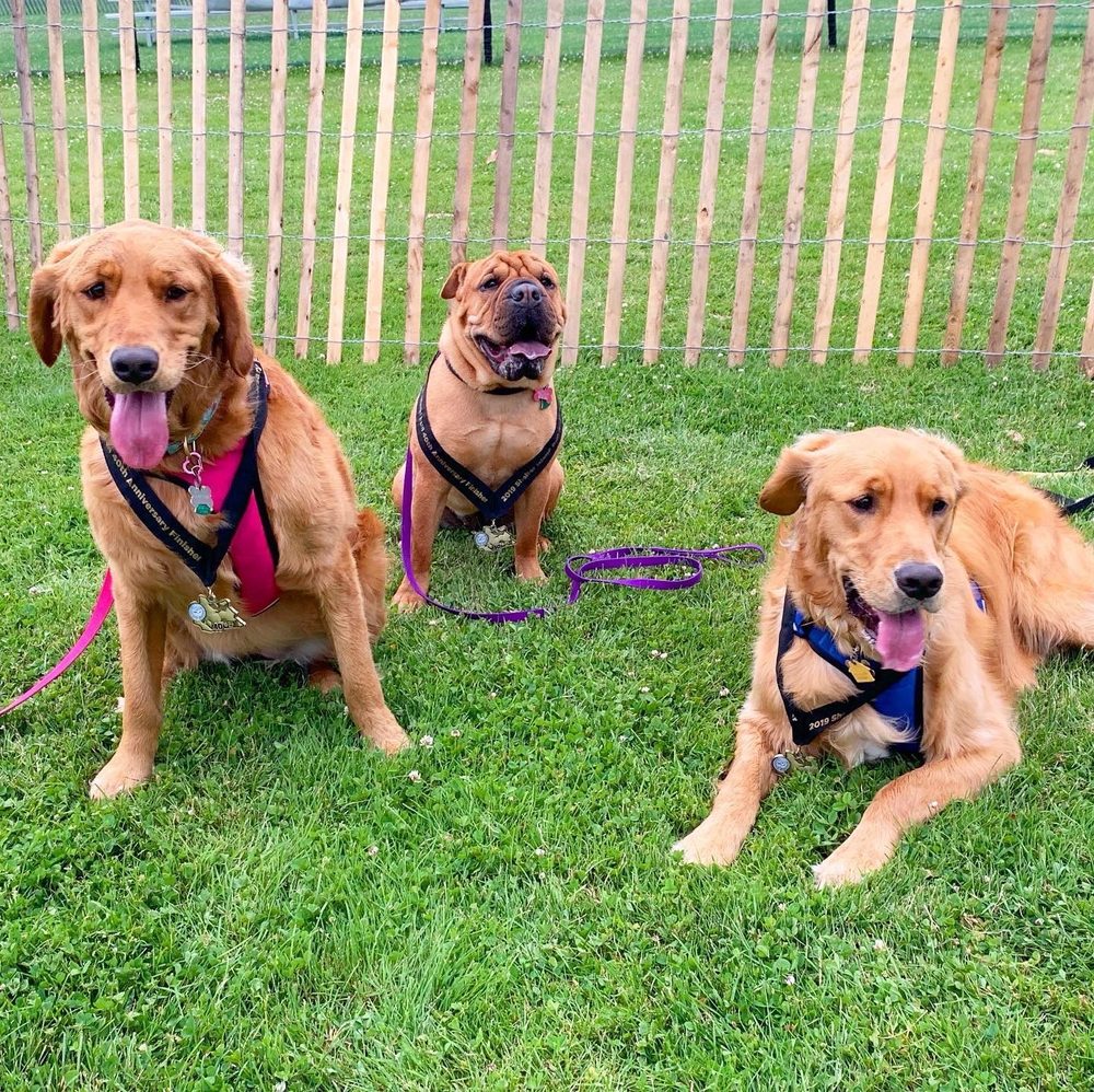 DOG TOWN NY - Updated October 2024 - 87 Photos & 18 Reviews - 40385 ...