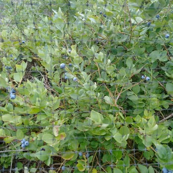 ENCHANTING BLUEBERRY FARM - Updated October 2025 - 17 Photos - 117 West ...