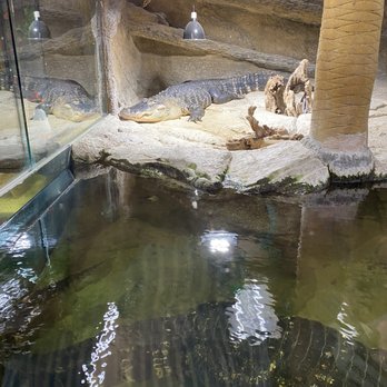 THE REPTILE ZOO - Updated July 2024 - 1326 Photos & 419 Reviews - 18822 ...