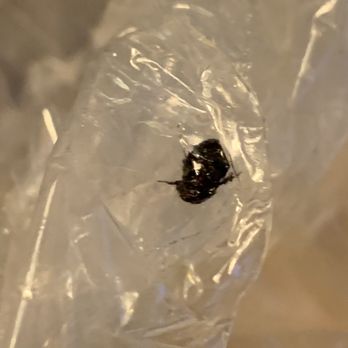 DIZZY CRAB - Updated May 2024 - 20 Reviews - 2015 W Evans St, Florence ...