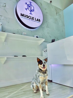 MUSCLE LAB - Updated October 2025 - 150 Photos & 107 Reviews - 2381 E ...