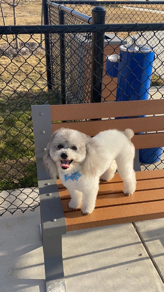 VIP GROOMING AND DOG WASH - Updated December 2025 - 37 Photos & 20 ...