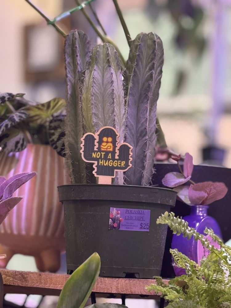 The Purple Cactus Company, Callahan | Roadtrippers