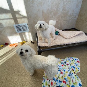 PAWSITIVELY HEAVEN PET RESORT - Updated April 2025 - 61 Photos & 123 ...
