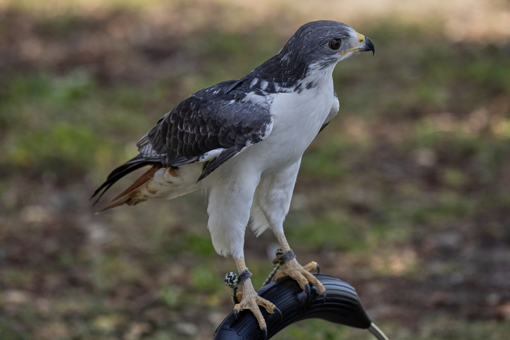 FULL CIRCLE FALCONRY AND WILDLIFE MANAGEMENT - Updated September 2025 ...