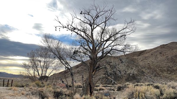 THE SHOE TREE - 16 Photos - 41763 Austin Hwy, Fallon, NV - Yelp