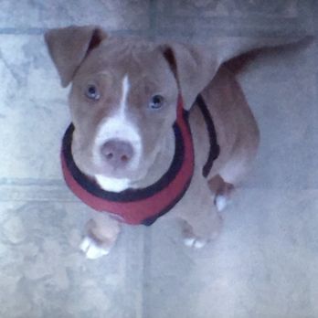 SAN RAMON VETERINARY HOSPITAL - Updated June 2025 - 125 Photos & 342 ...