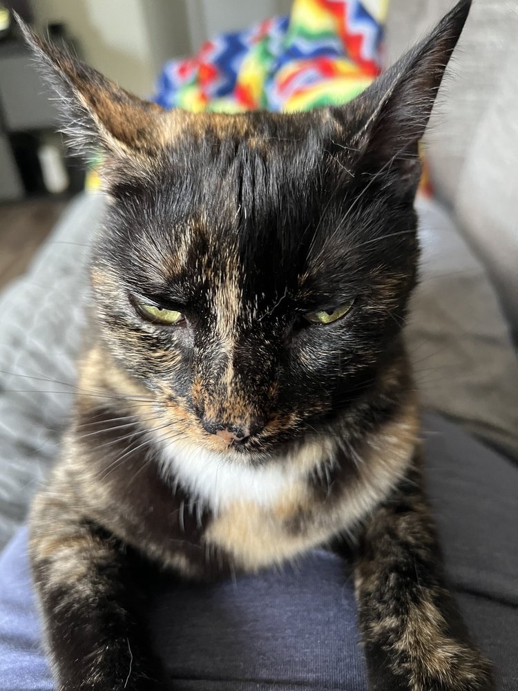 HUMANE SOCIETY - Updated December 2025 - 86 Photos & 167 Reviews - 3607 ...