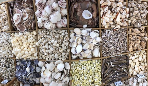 THE SHELL SHOP - 174 Photos & 121 Reviews - 590 Embarcadero, Morro Bay ...