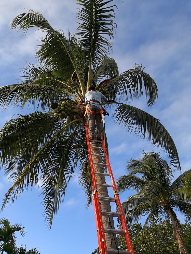 BOCA TREE SERVICE - Updated December 2024 - 990 N University Dr, Boca ...