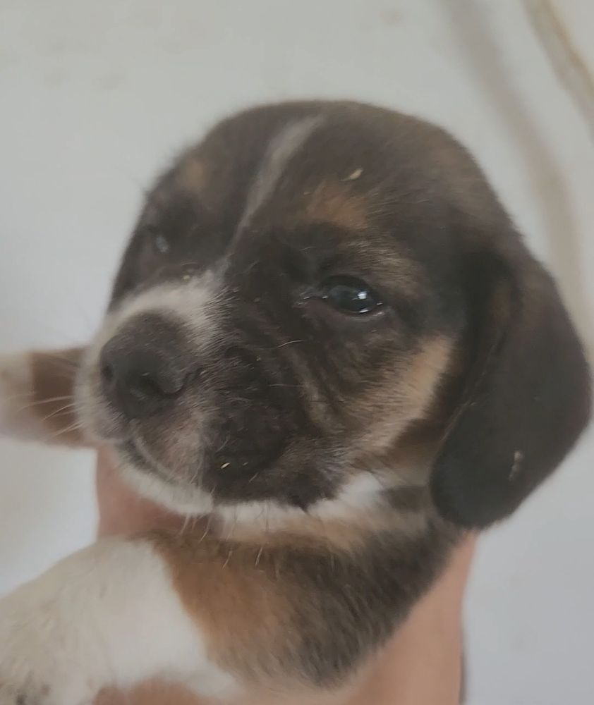 WALNUT RIDGE HOUNDS - Request Information - Harpers Ferry, Iowa - Pet ...