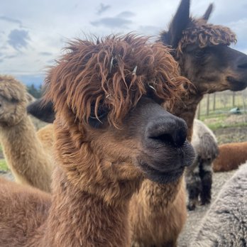 ALPACAS OF OREGON - Updated April 2024 - 199 Photos & 43 Reviews ...