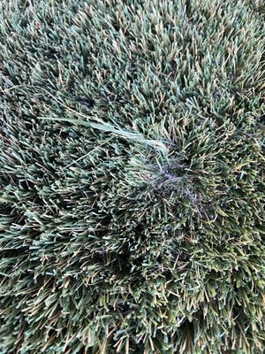 BIG BULLY TURF - 25 Photos & 11 Reviews - 350 Tenth Ave, San Diego ...