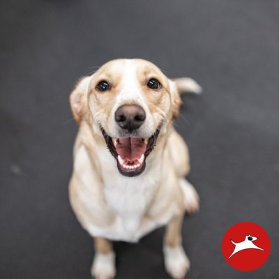 THE GOOD DOG SPOT - Updated October 2025 - 27 Photos & 31 Reviews - 35 ...