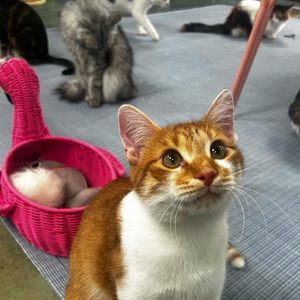 SAVE THE MEOW MEOWS CAT LOUNGE - 37 Photos & 13 Reviews - 56925 B Yucca ...