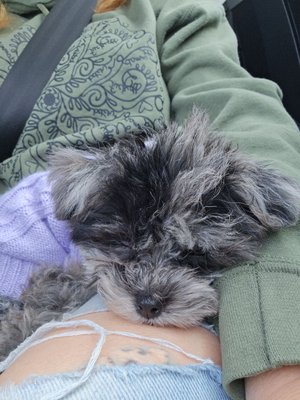 GREENFIELD PUPPIES - Updated May 2026 - 21 Photos & 53 Reviews - 106 S ...