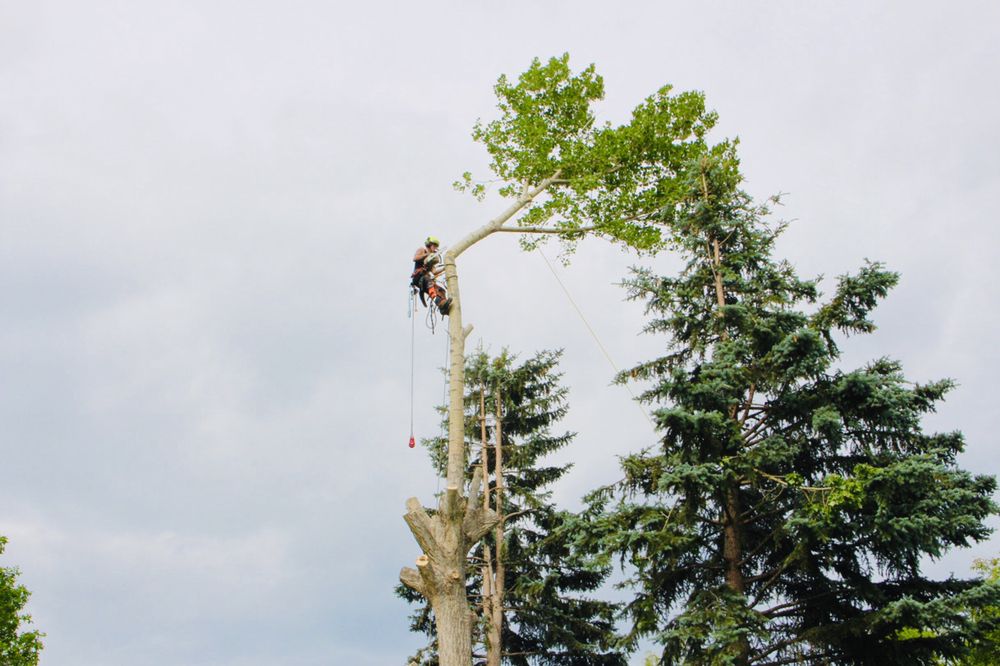 SYMMETREE ARBORIST SERVICES - Updated April 2025 - Calgary, Alberta ...
