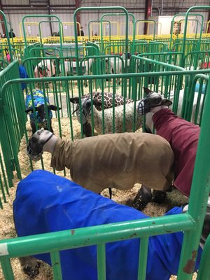 ARIZONA NATIONAL LIVESTOCK SHOW - Updated June 2024 - 14 Photos - 1826 ...