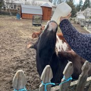 ROSE BRIDGE FARM & SANCTUARY - 112 Photos & 48 Reviews - 1314 N ...