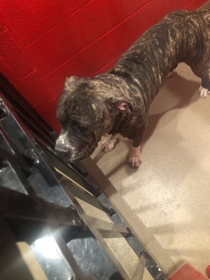 HELPING HOUNDS DOG RESCUE - Updated January 2026 - 16 Photos & 30 ...