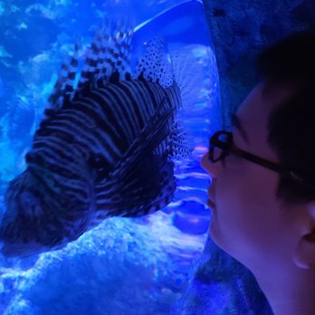 SEA LIFE GRAPEVINE AQUARIUM - Updated April 2025 - 473 Photos & 262 ...