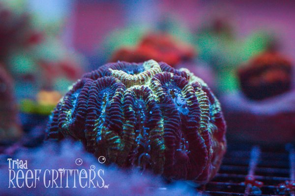 TRIAD REEF CRITTERS - Updated January 2026 - 365 Photos & 25 Reviews ...