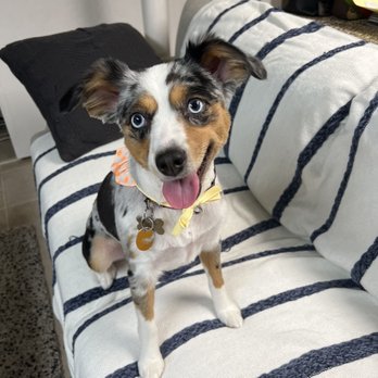 NY PUPPY CLUB - Updated November 2024 - 344 Photos & 340 Reviews - 191 ...