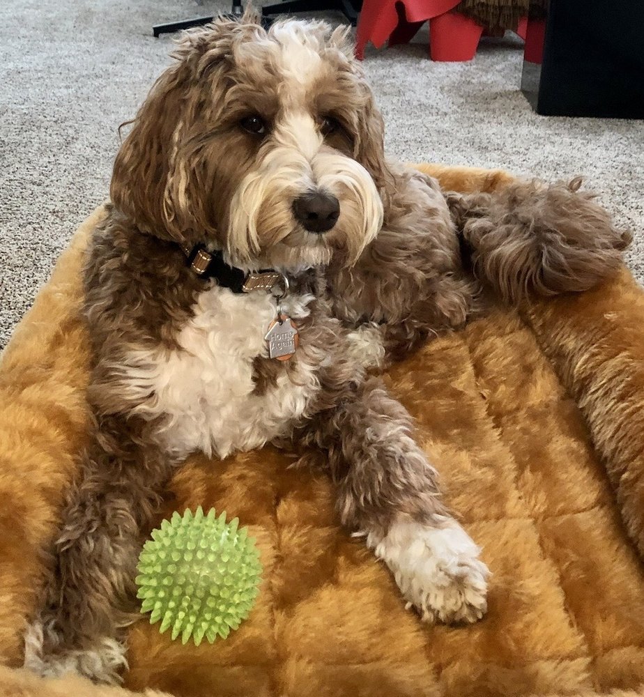 PACIFIC RIM LABRADOODLES - Updated January 2026 - 13 Photos - Gold ...