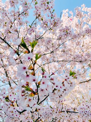 JAPANESE CANADIAN CULTURAL CENTRE - Updated October 2025 - 190 Photos ...