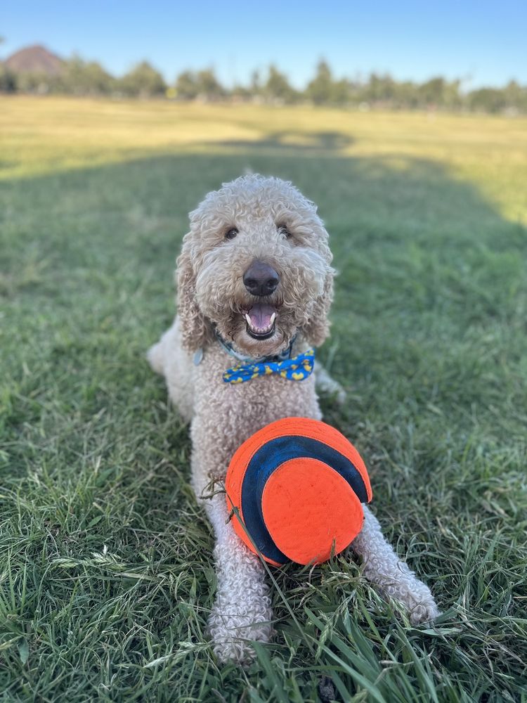 BLUE CROSS VETERINARY CLINIC - Updated December 2025 - 15 Photos & 114 ...