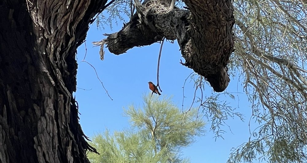 FRED ENKE GOLF COURSE - 51 Photos & 17 Reviews - Tucson, Arizona - Golf ...
