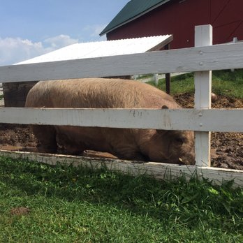 SPRINGDALE FARM - Updated December 2025 - 39 Photos - 696 Colby St ...